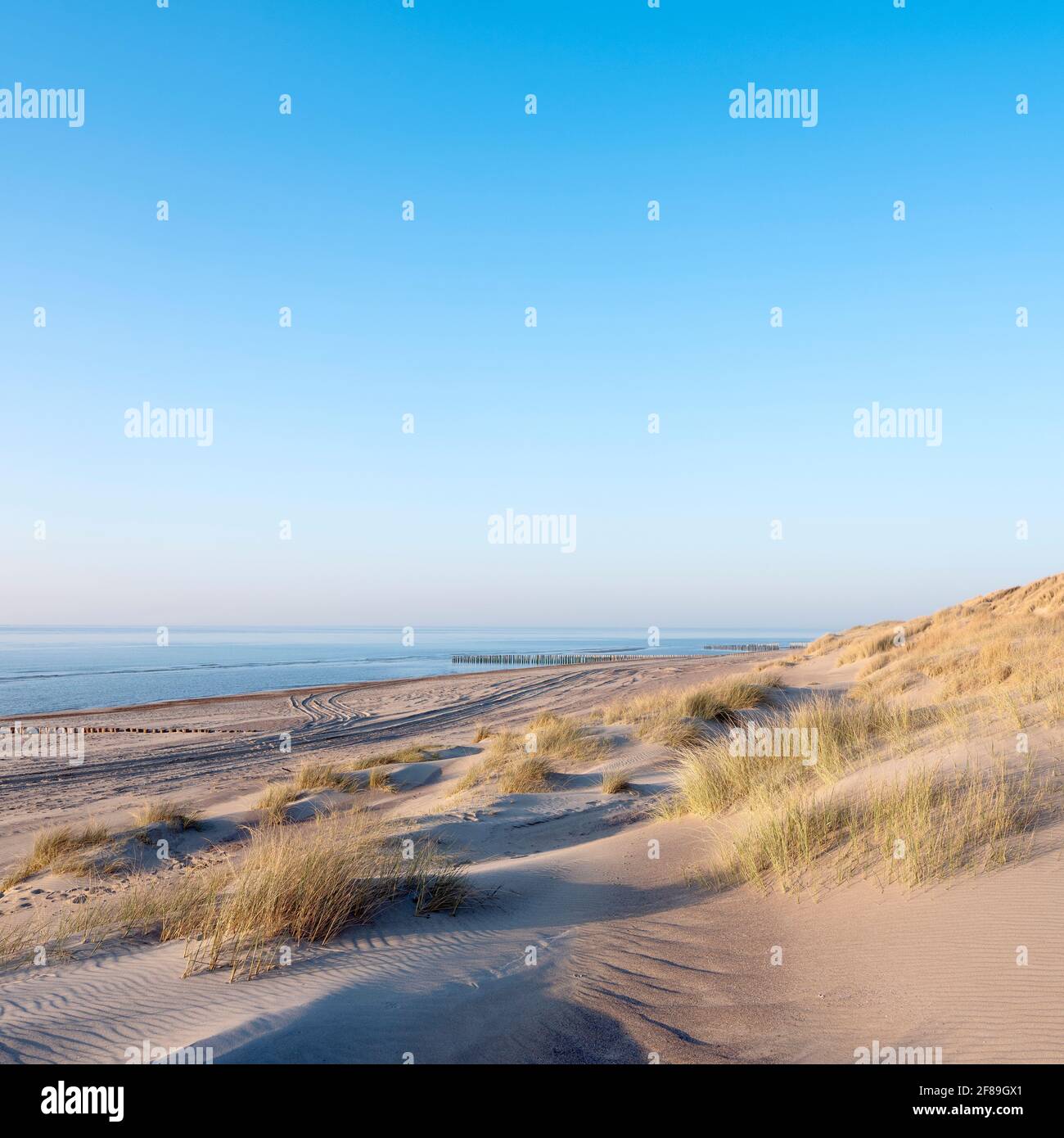 sand dunes and deserted beach on the dutch coast of north sea in ...