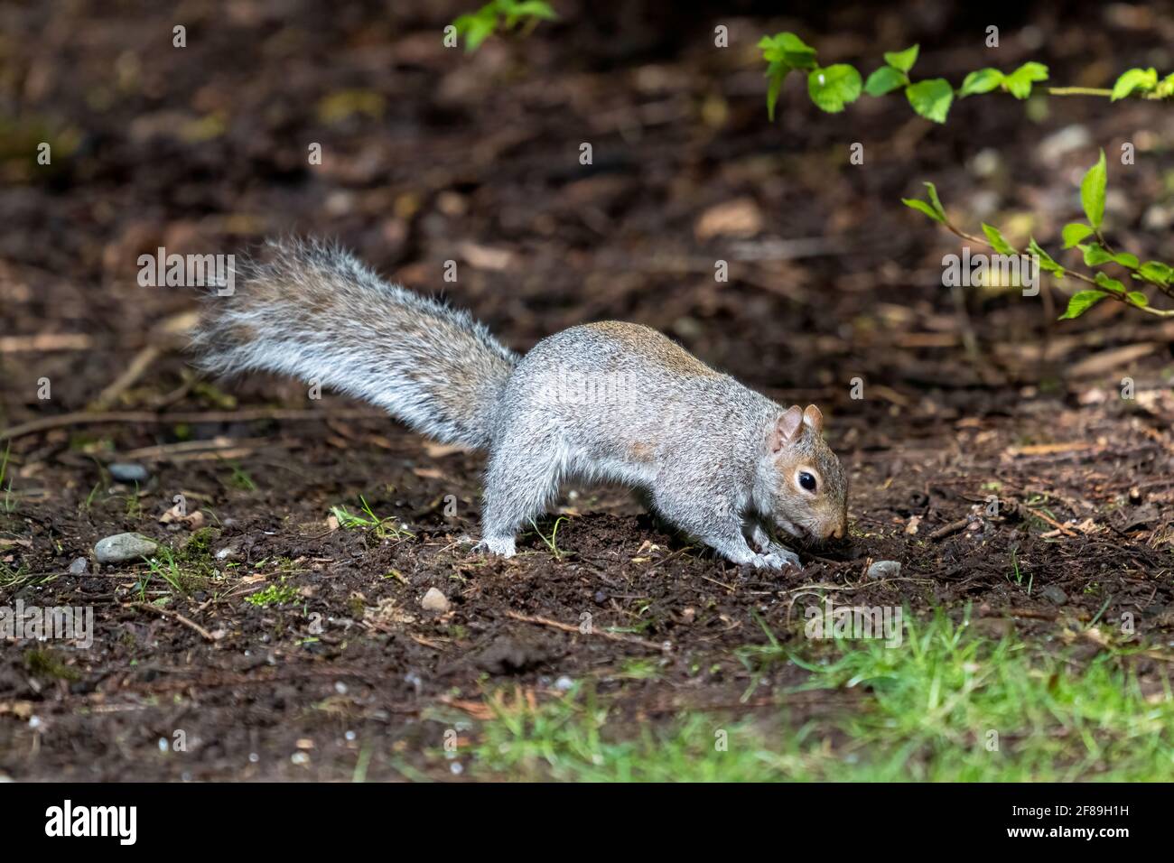 Western grey squirrel hi-res stock photography and images - Alamy