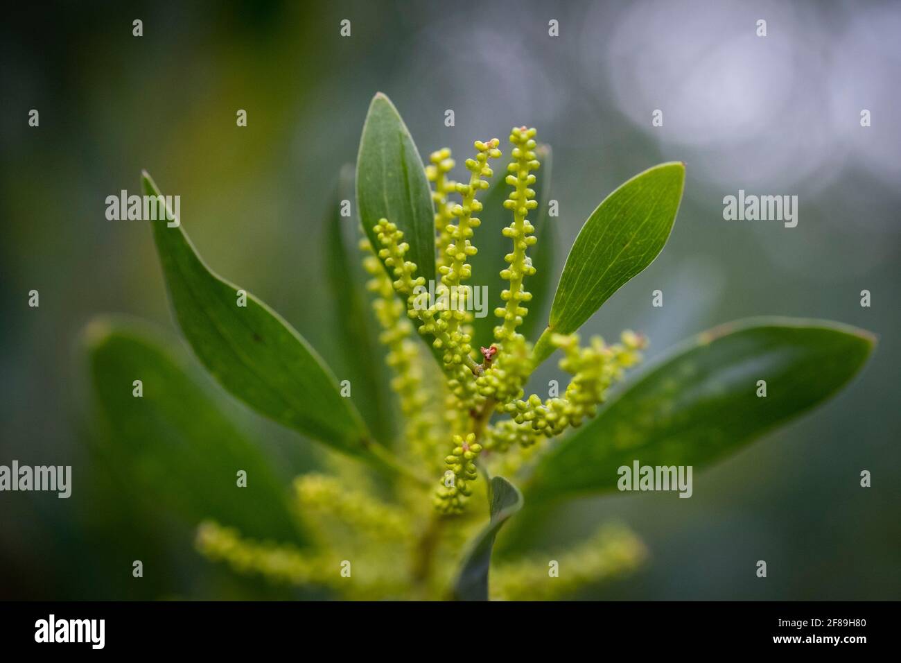 Sintra Cascais Natural Park, Portugal - 28 December 2020 : Young acacia ...