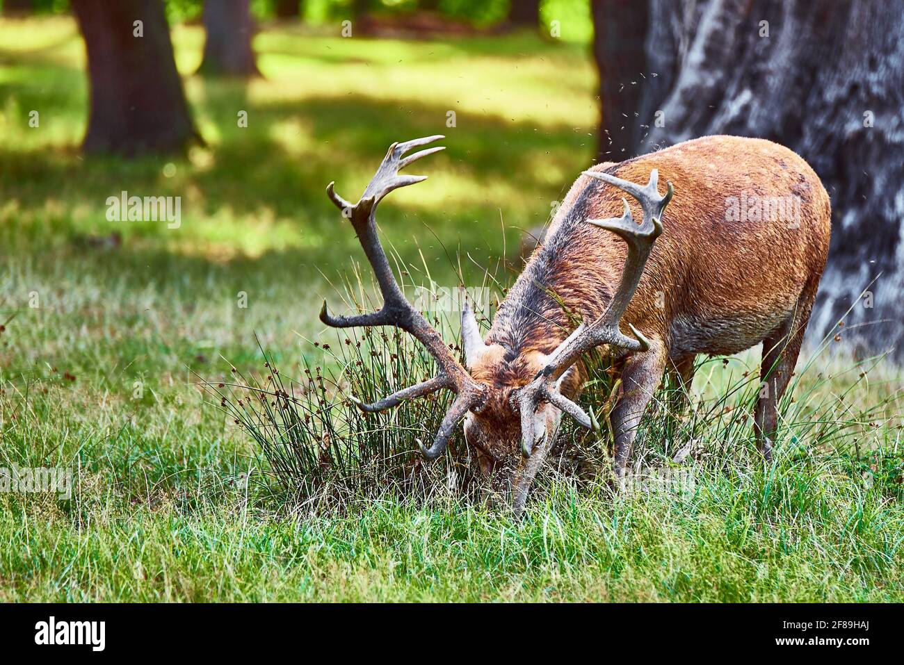 Deer eating grass hi-res stock photography and images - Alamy