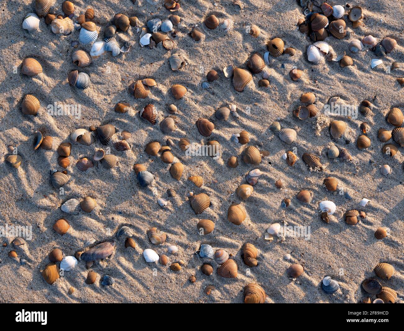 collection of shells on sandy beach in low afternoon sun Stock Photo ...