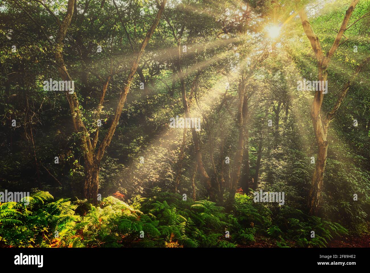 Dreamy forest in Surrey, UK Stock Photo - Alamy