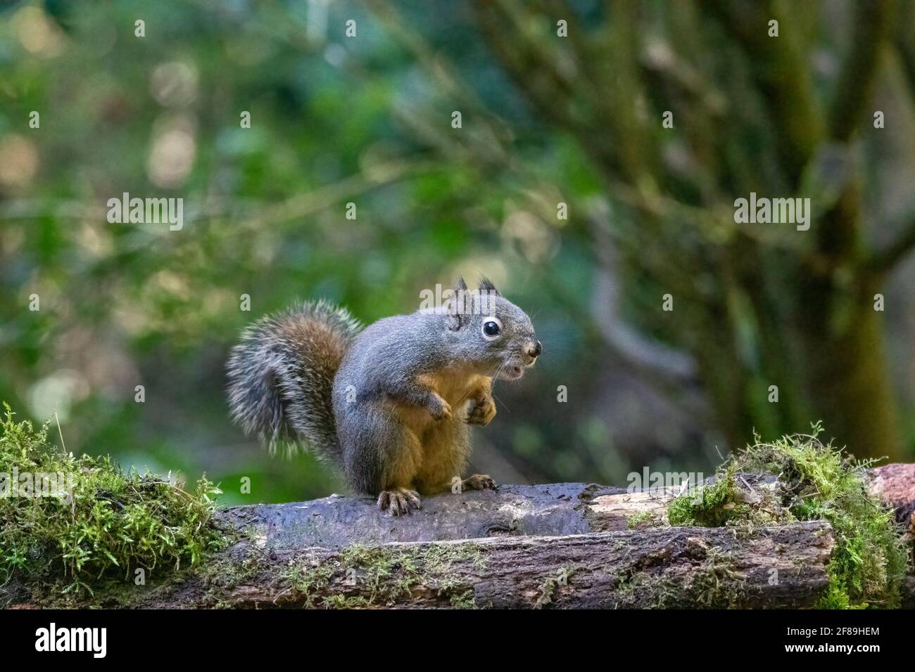 Issaquah, Washington, USA. Douglas Squirrel vocalizing on a moss ...