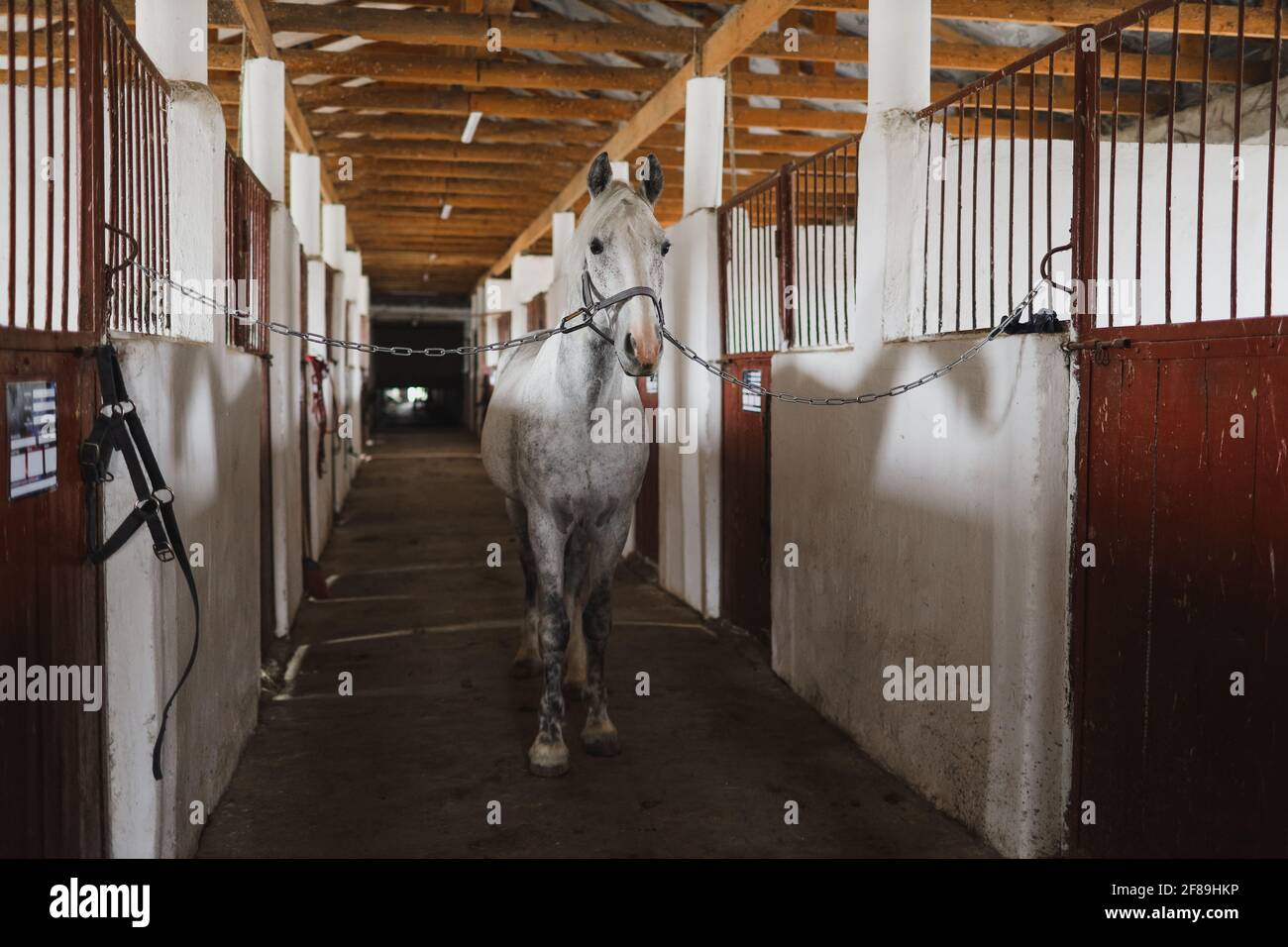 White horse in the stable. Equestrian sports training Stock Photo - Alamy