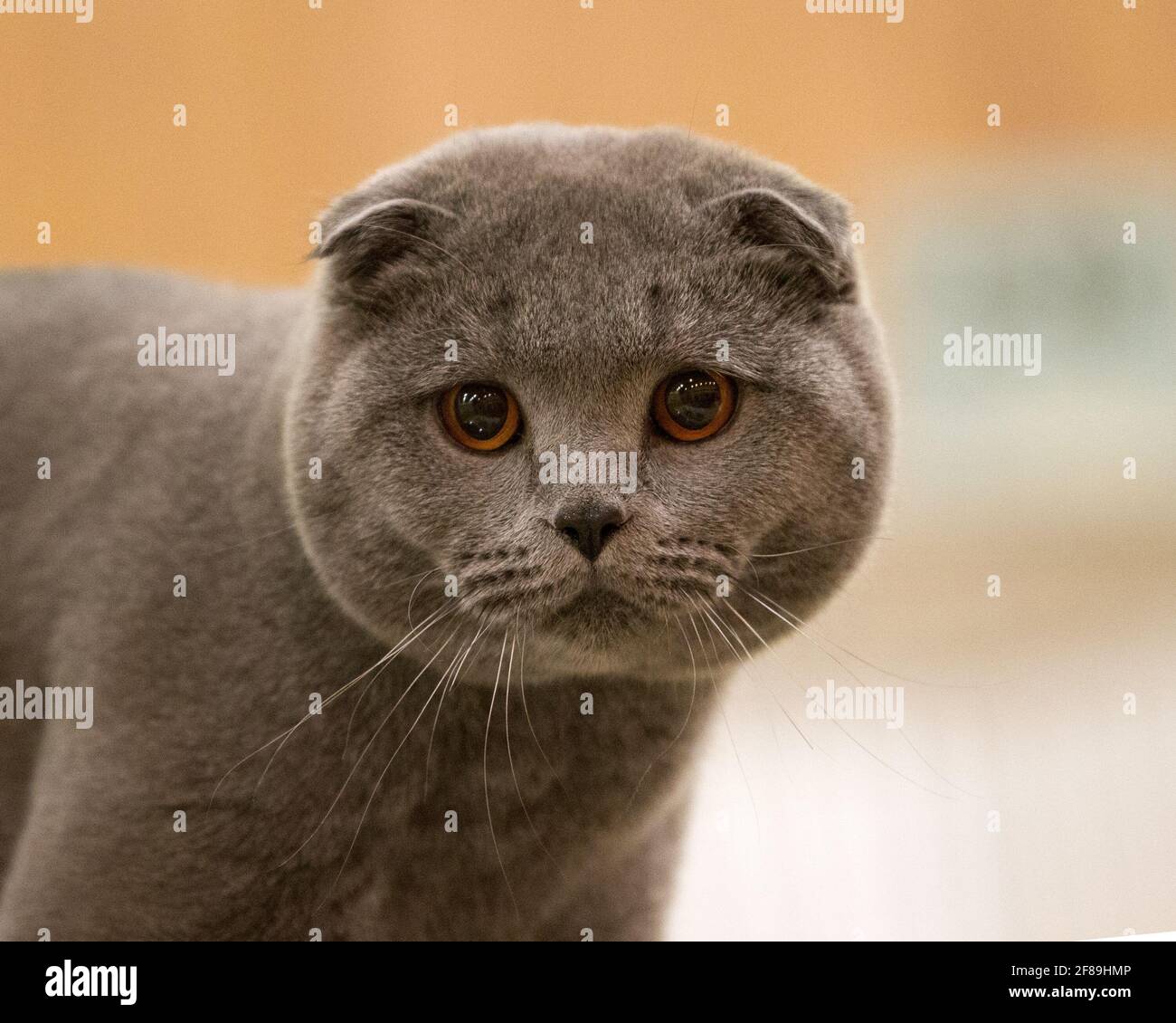 Folded ears cat hi-res stock photography and images - Alamy