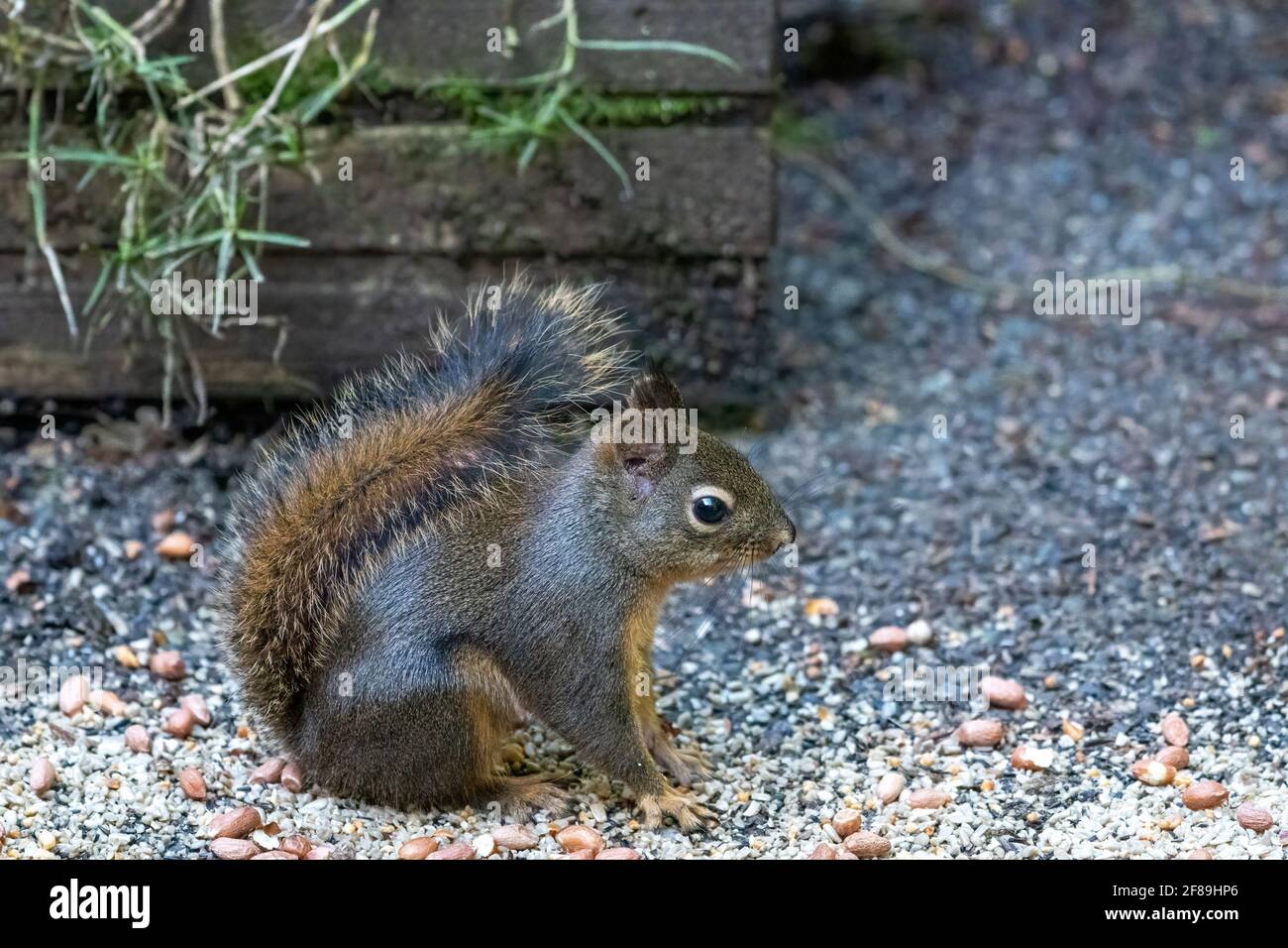 Chicory seed hi-res stock photography and images - Alamy