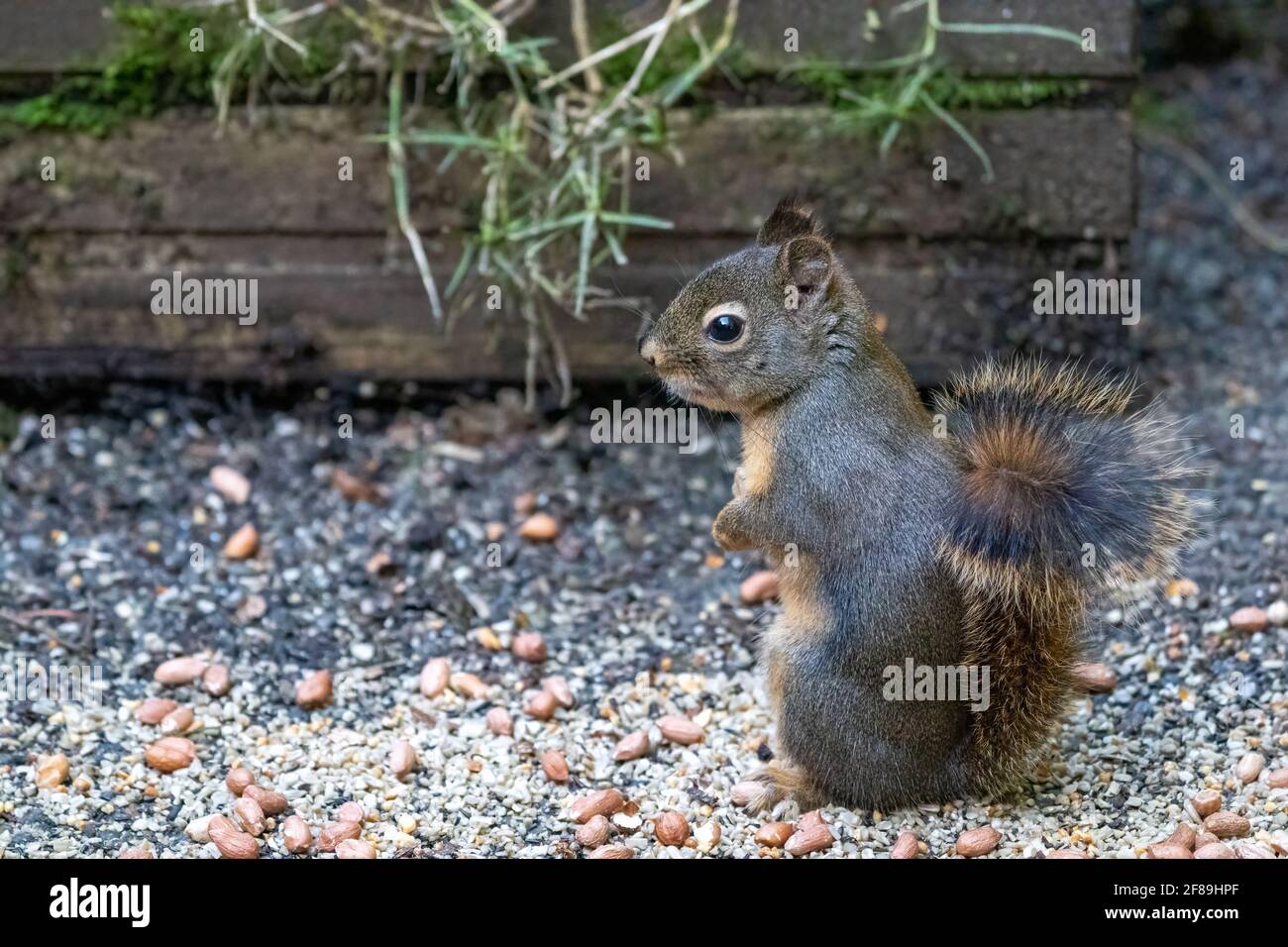 Chicory seed hi-res stock photography and images - Alamy