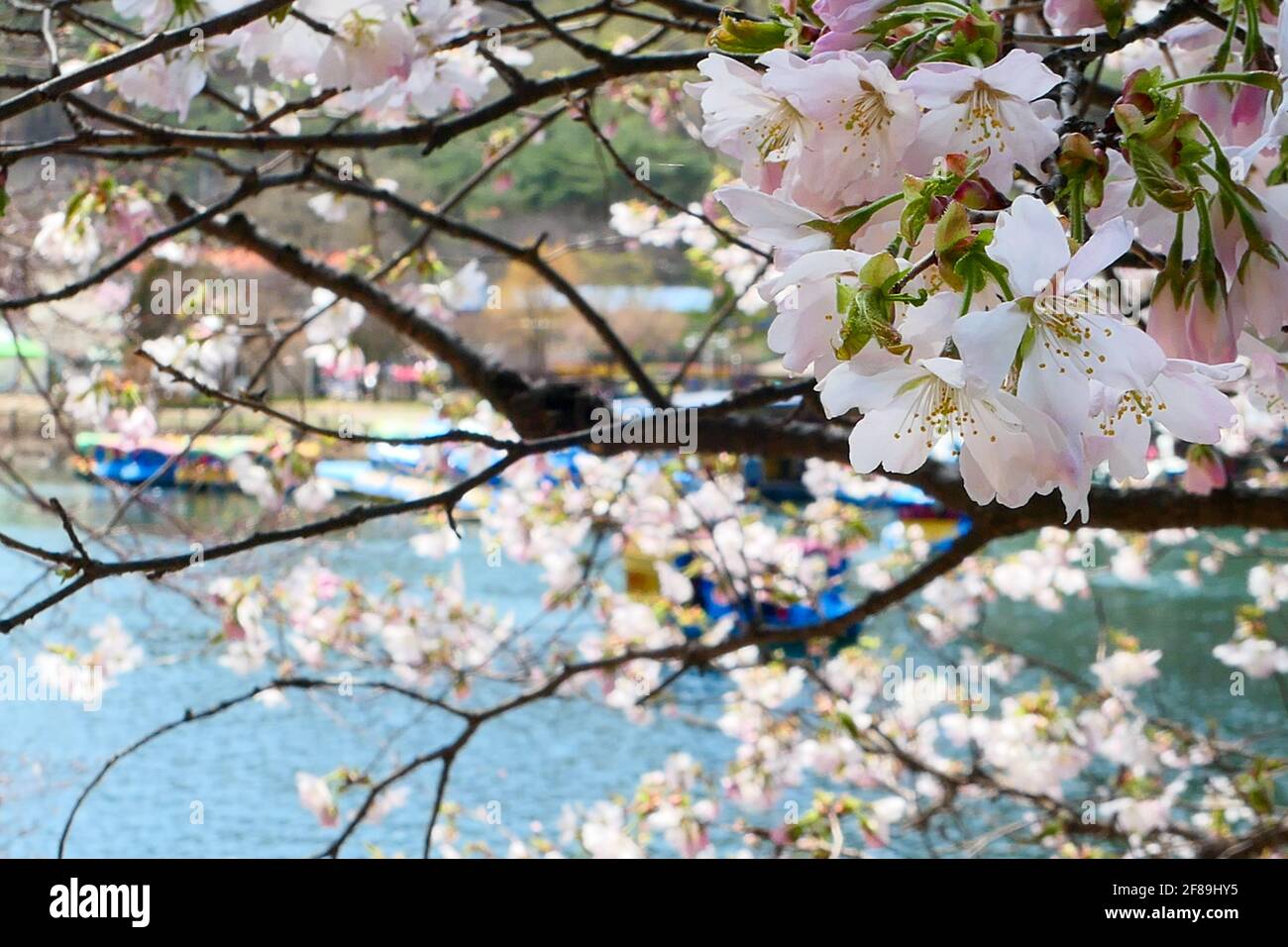 cherry blossom flowers on the lakeside Stock Photo - Alamy