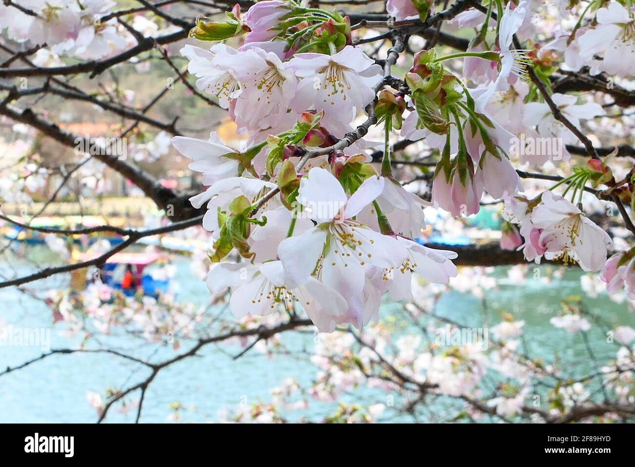 cherry blossom flowers on the lakeside Stock Photo - Alamy