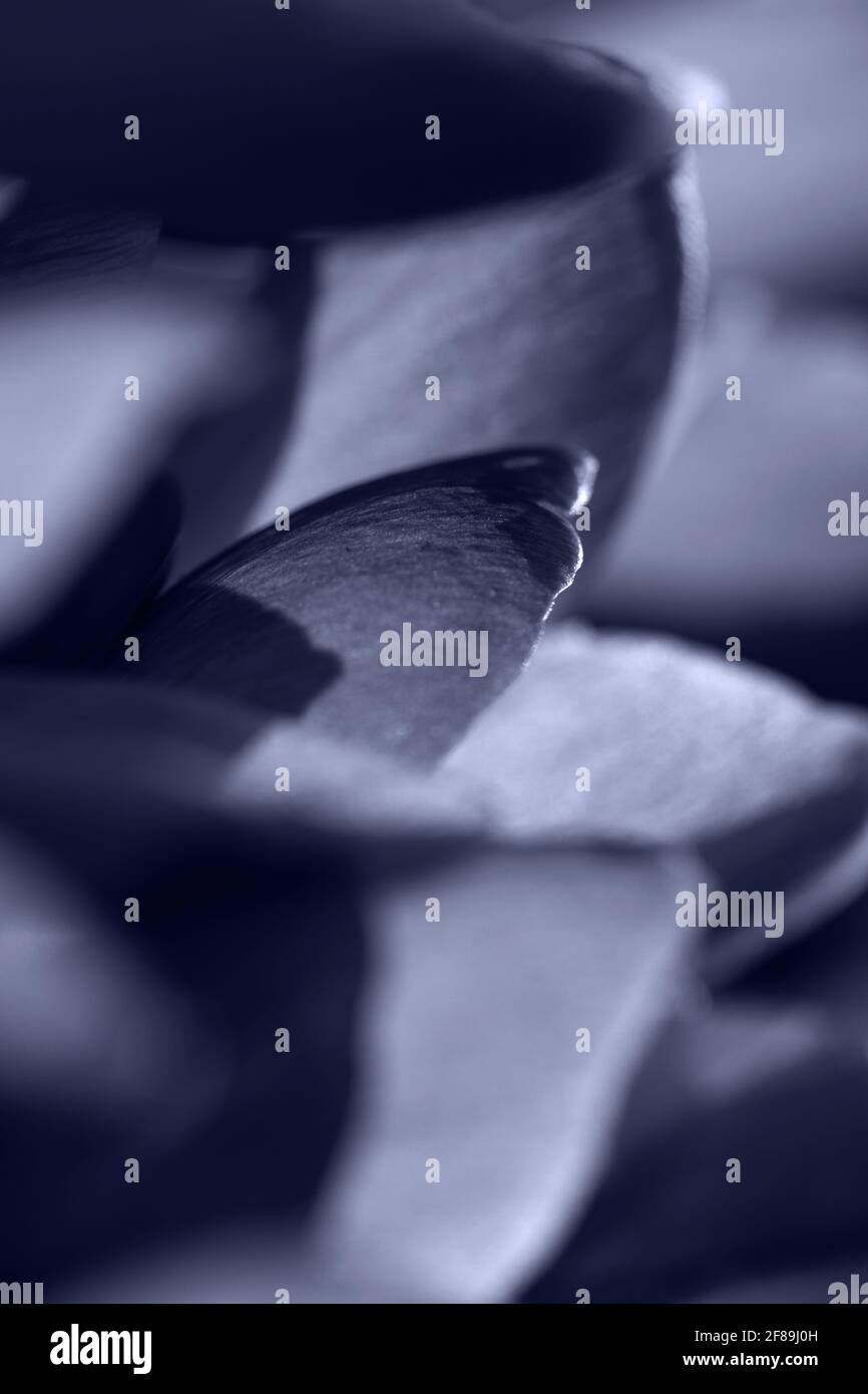 Navy blue abstract floral nature background Stock Photo - Alamy