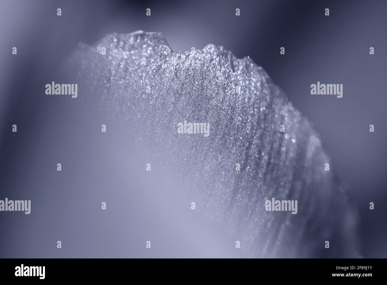 Navy blue abstract floral nature background Stock Photo - Alamy