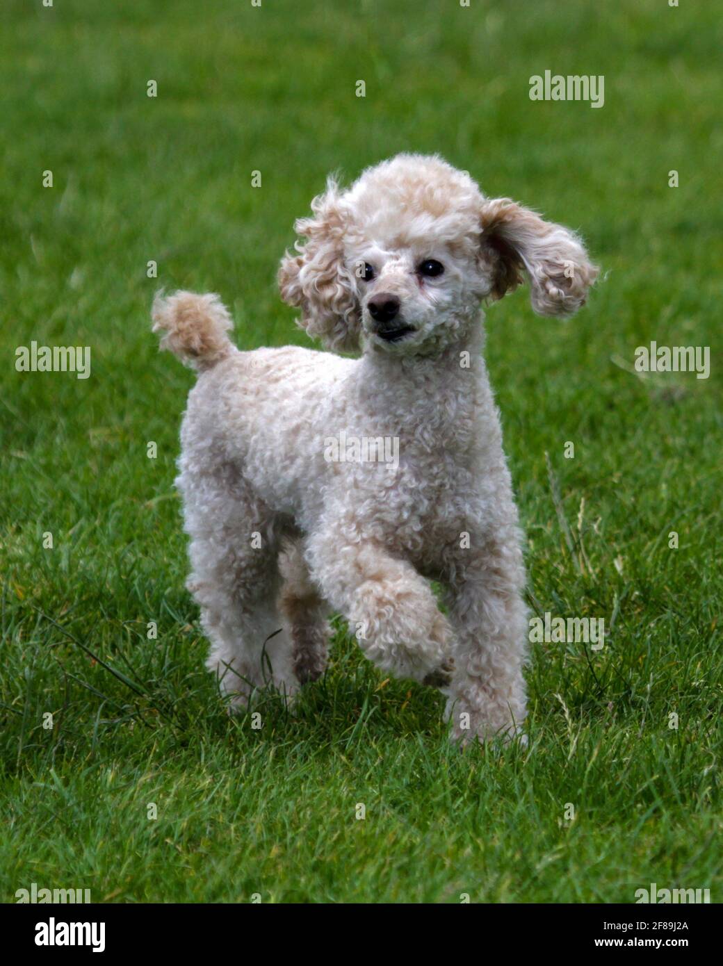 Miniature poodle mini hi-res stock photography and images - Alamy
