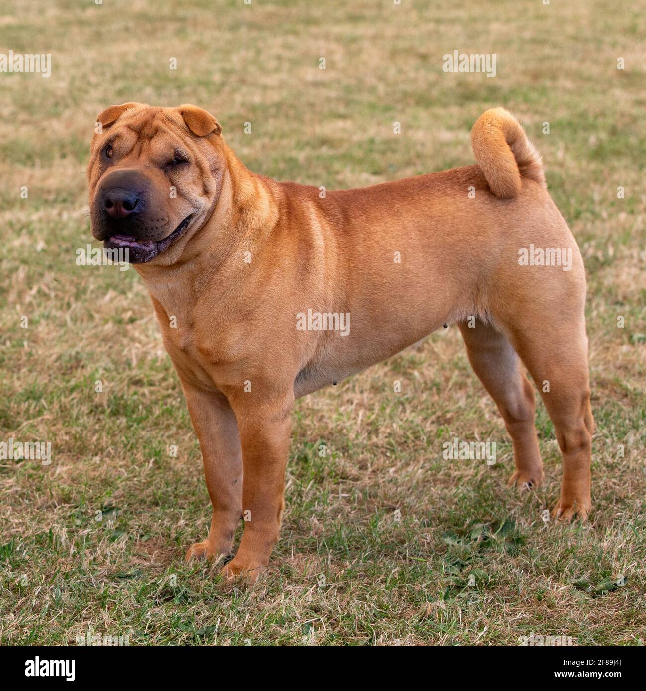 Shar pei eyes hi-res stock photography and images - Alamy