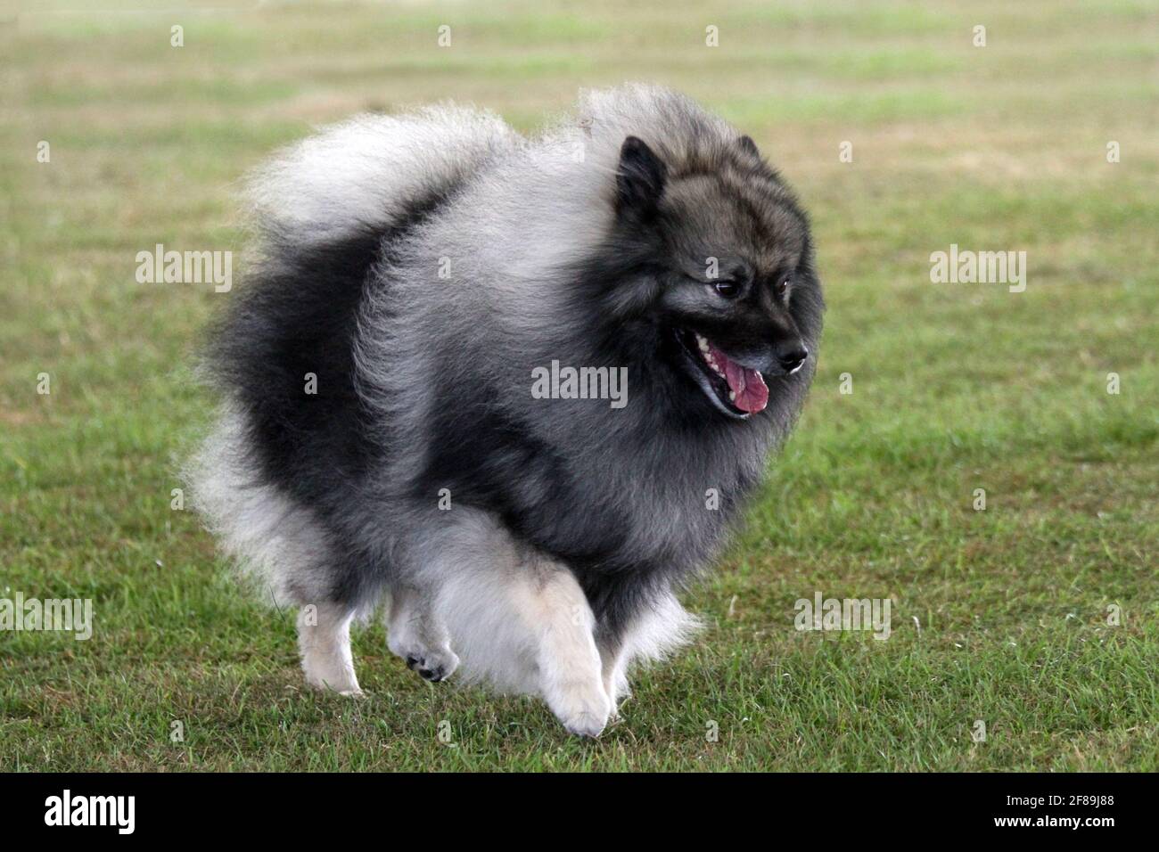 Dutch barge dog hi-res stock photography and images - Alamy