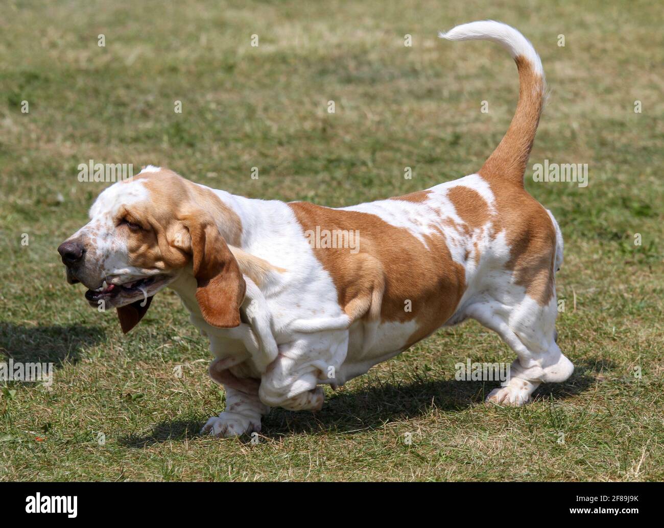 Basset Hound with very loose skin Stock Photo - Alamy