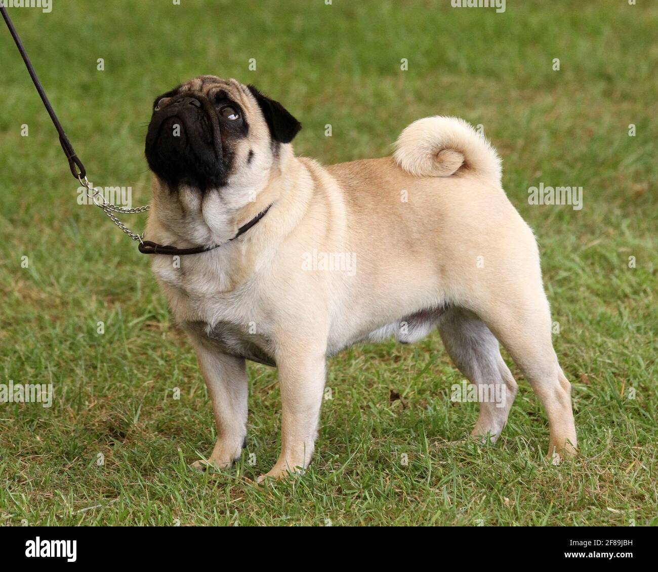 Double curled tail hi-res stock photography and images - Alamy