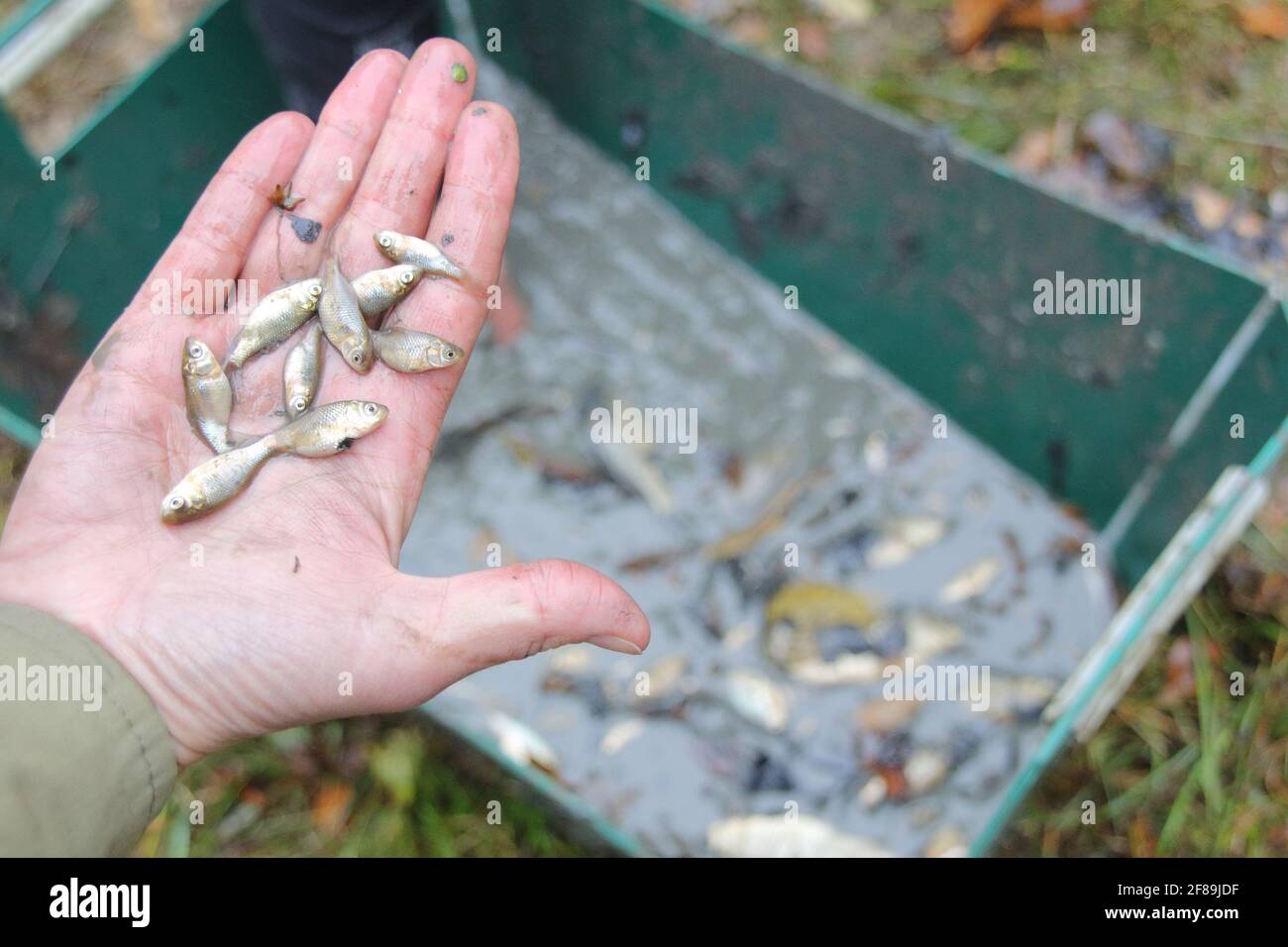 hand with small invasive fish (crucian carp) during the harvest of the ...