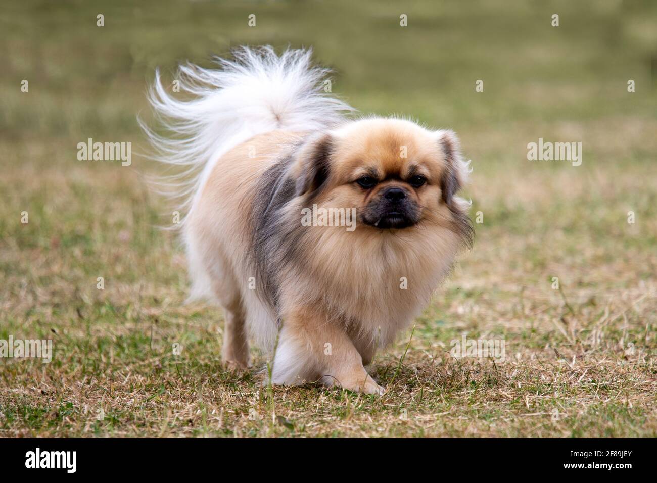 Tibet spaniel hi-res stock photography and images - Alamy