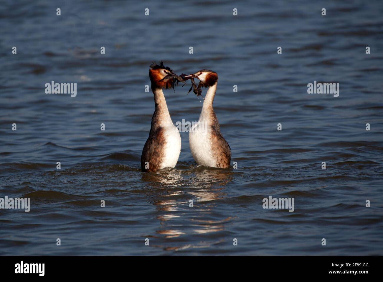 Great Crested Grebes weed dancing Stock Photo - Alamy