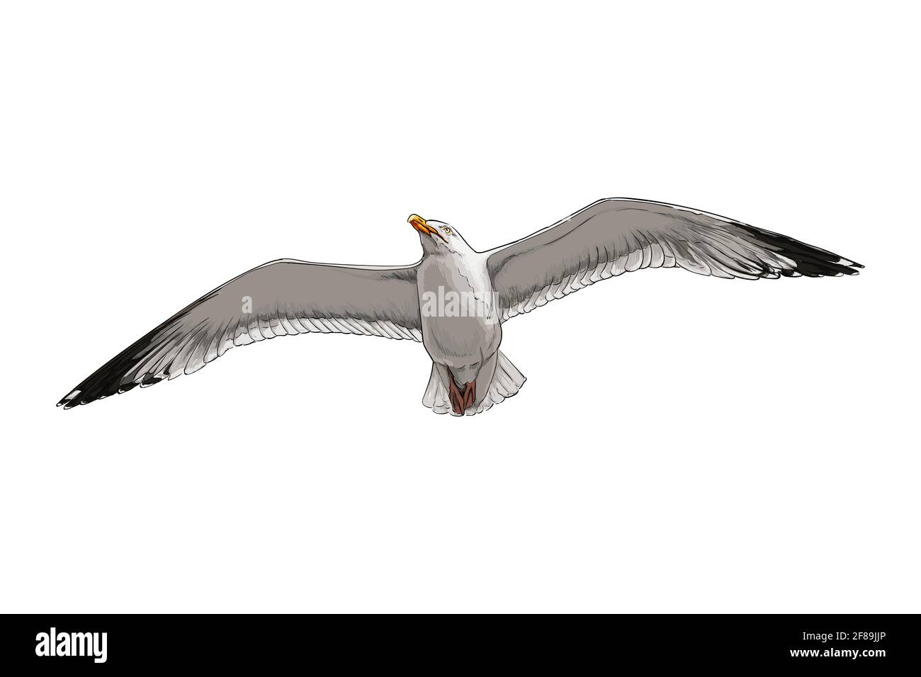 Seagull from a splash of watercolor, colored drawing, realistic. Vector ...