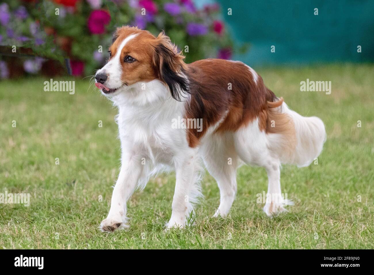 Dutch decoy spaniel hi-res stock photography and images - Alamy