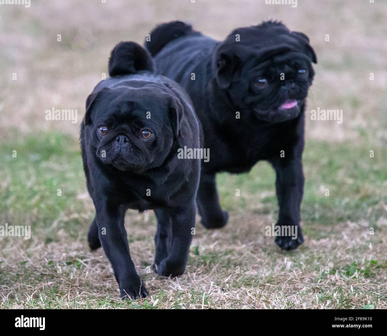 Pugs tail hi-res stock photography and images - Alamy