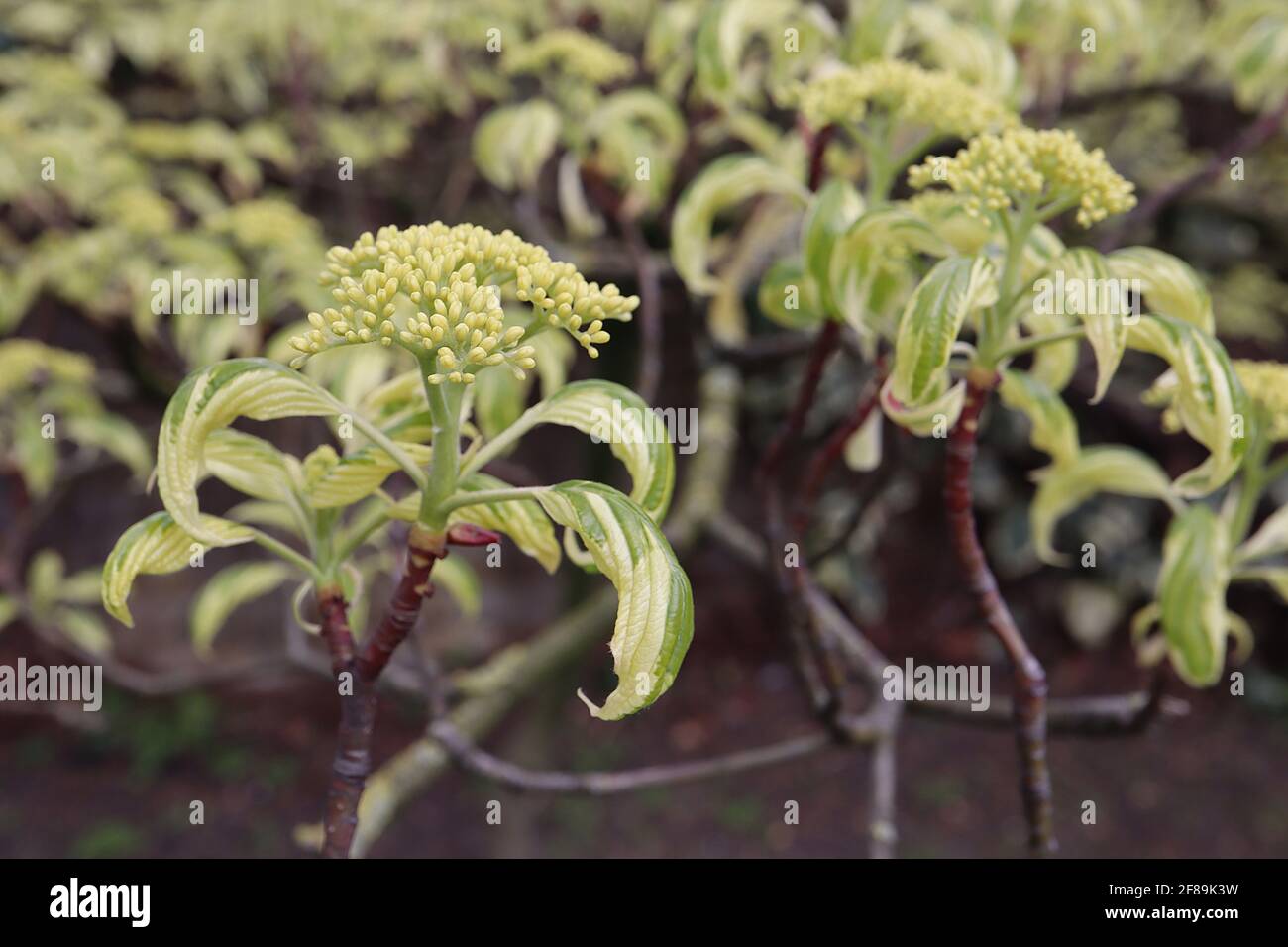 Cornus controversa variegata wedding cake tree hi-res stock photography ...