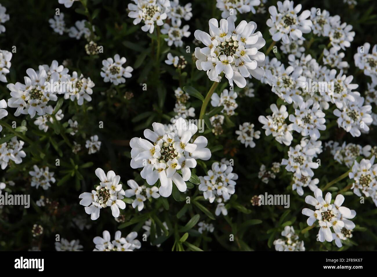 Iberis sempervirens ‘Summer Snowdrift’ perennial candytuft Summer ...