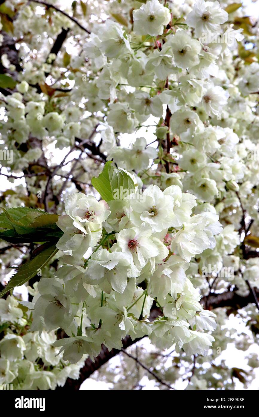Prunus serrulata ‘Ukon’ Cherry Ukon – pale green and white semi-double ...