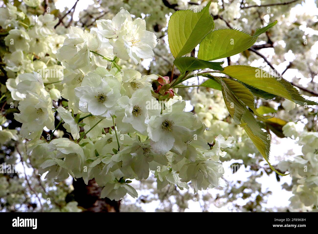 Prunus Serrulata Flower