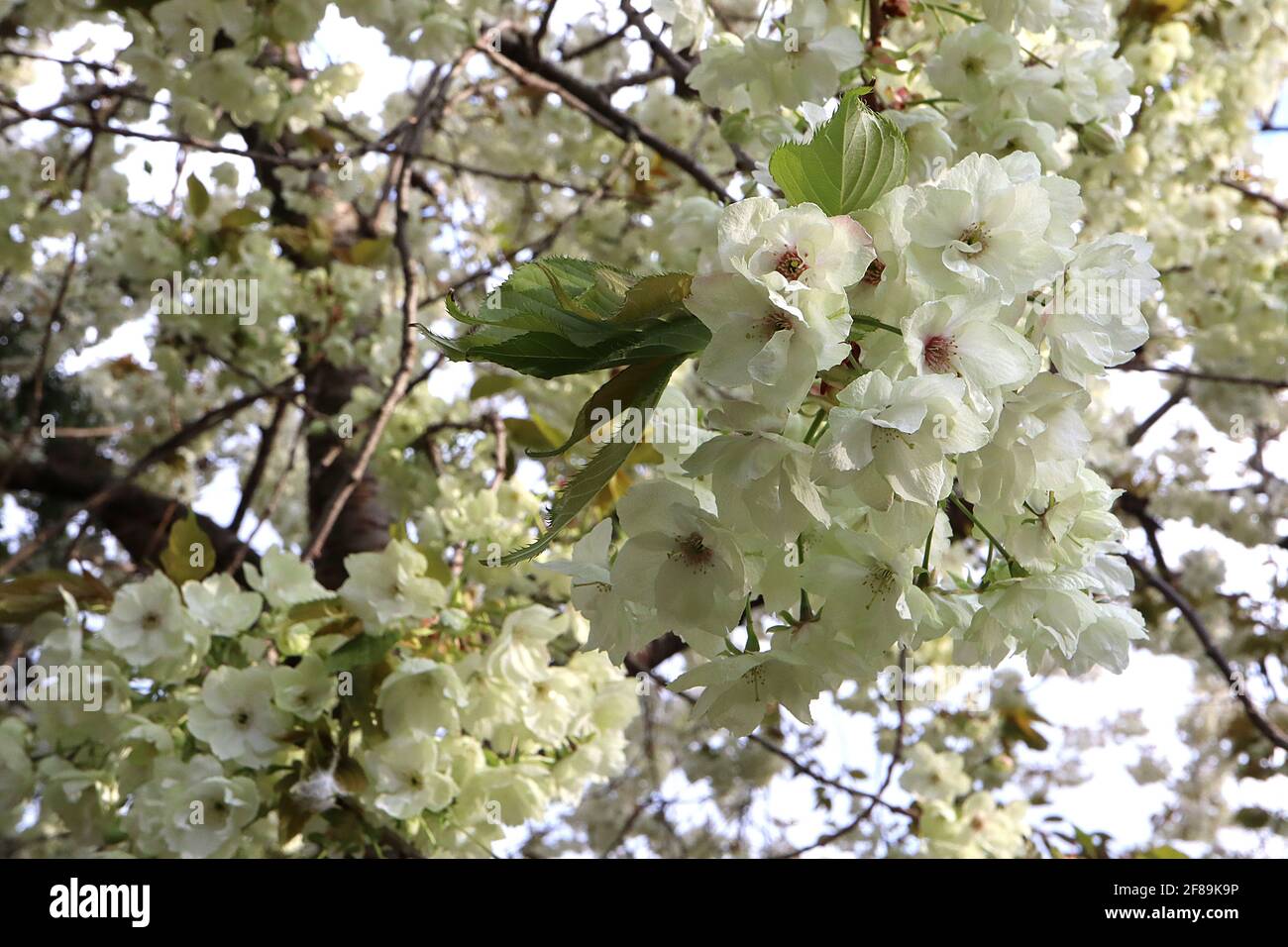 Prunus serrulata ‘Ukon’ Cherry Ukon – pale green and white semi-double ...