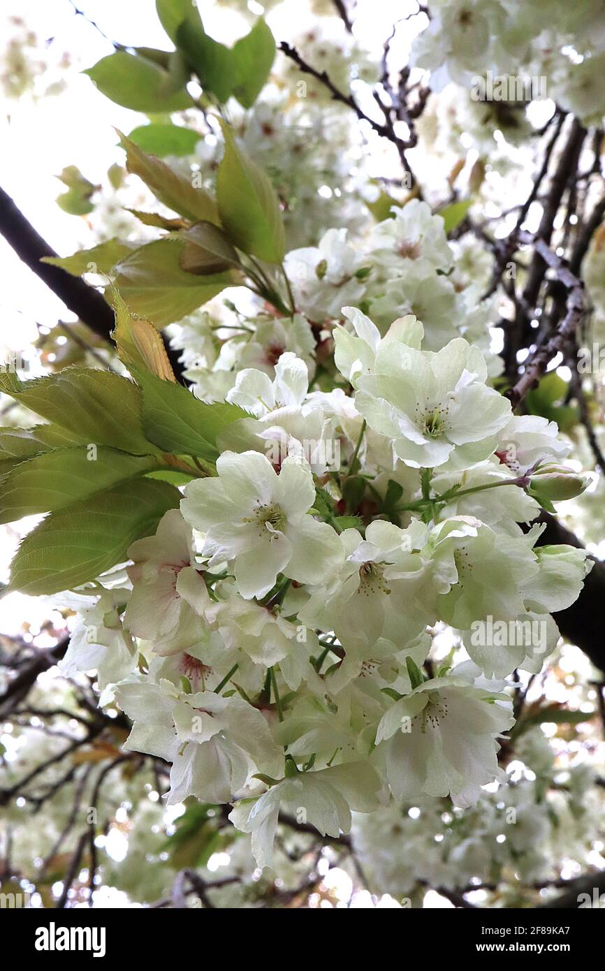 Prunus serrulata ‘Ukon’ Cherry Ukon – pale green and white semi-double ...
