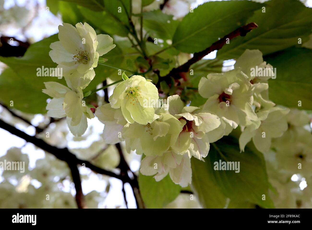 Green white flowering cherry blossom ukon hi-res stock photography and ...