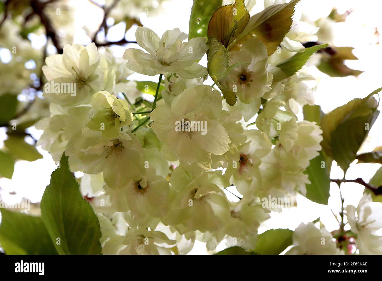 Prunus serrulata ‘Ukon’ Cherry Ukon – pale green and white semi-double ...