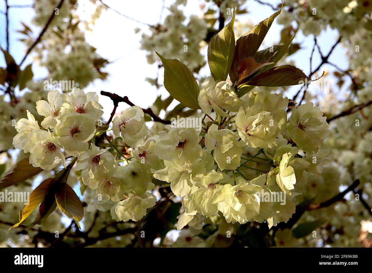 Prunus serrulata ‘Ukon’ Cherry Ukon – pale green and white semi-double ...