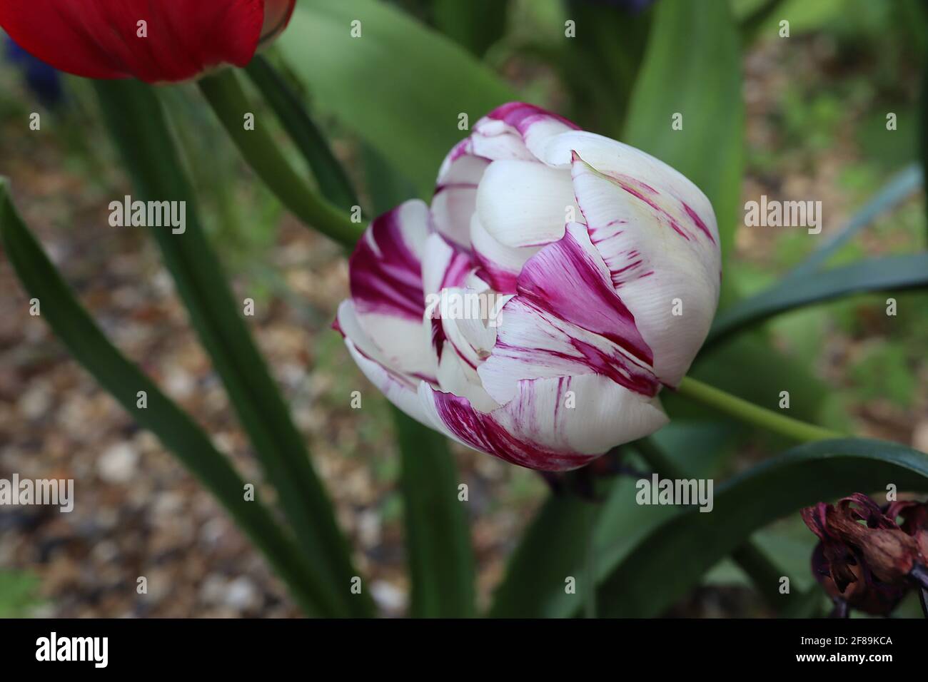 Wheel shaped flowers hi-res stock photography and images - Alamy