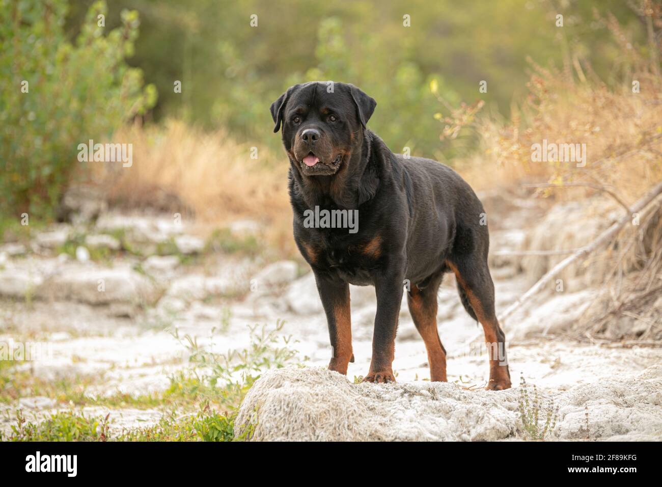 rottweiler in a river bed in the wild Stock Photo - Alamy