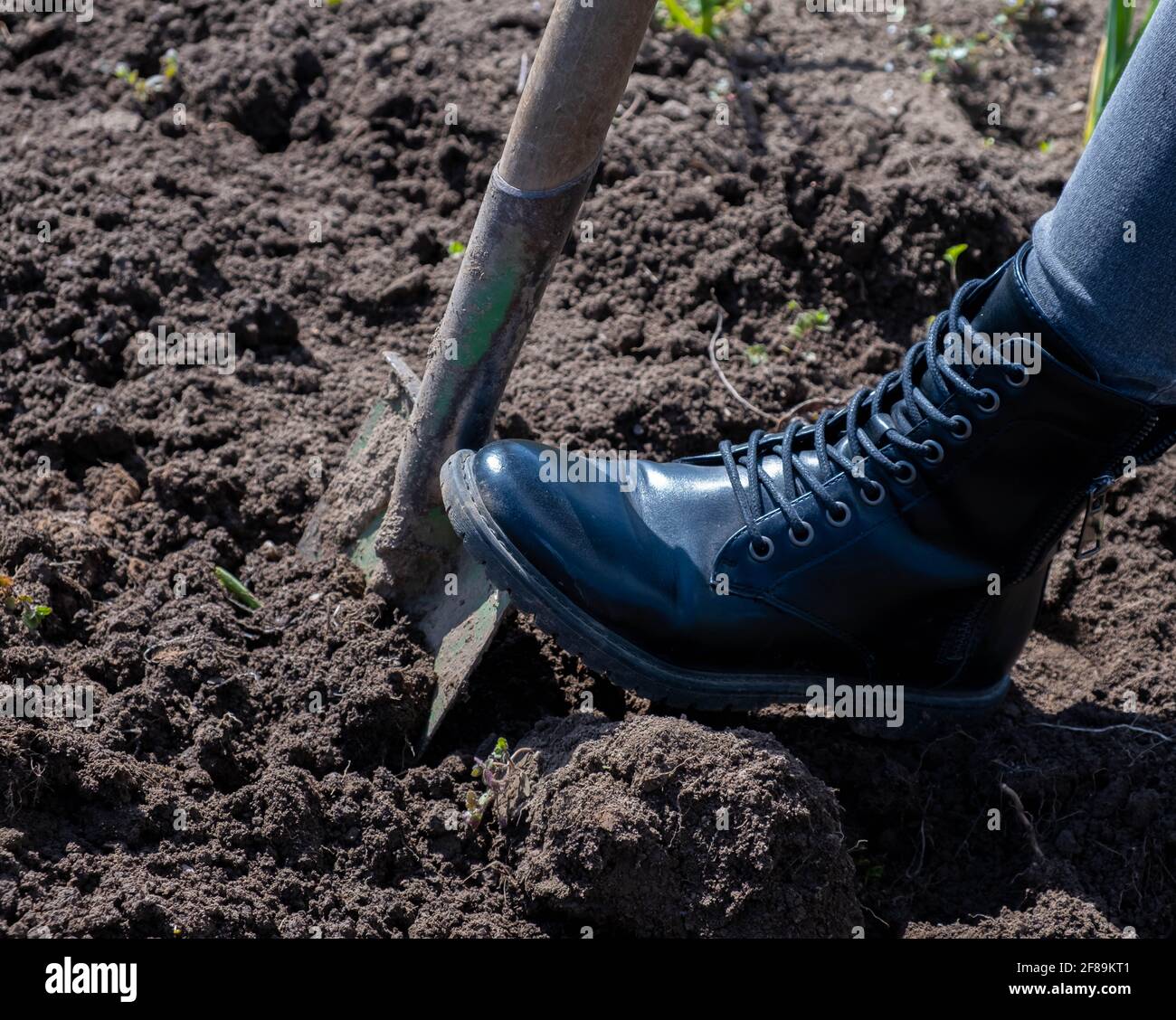 Person digging garden spade hi-res stock photography and images - Alamy