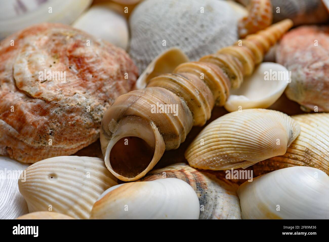 Seashells of various shapes and types. Background Stock Photo - Alamy