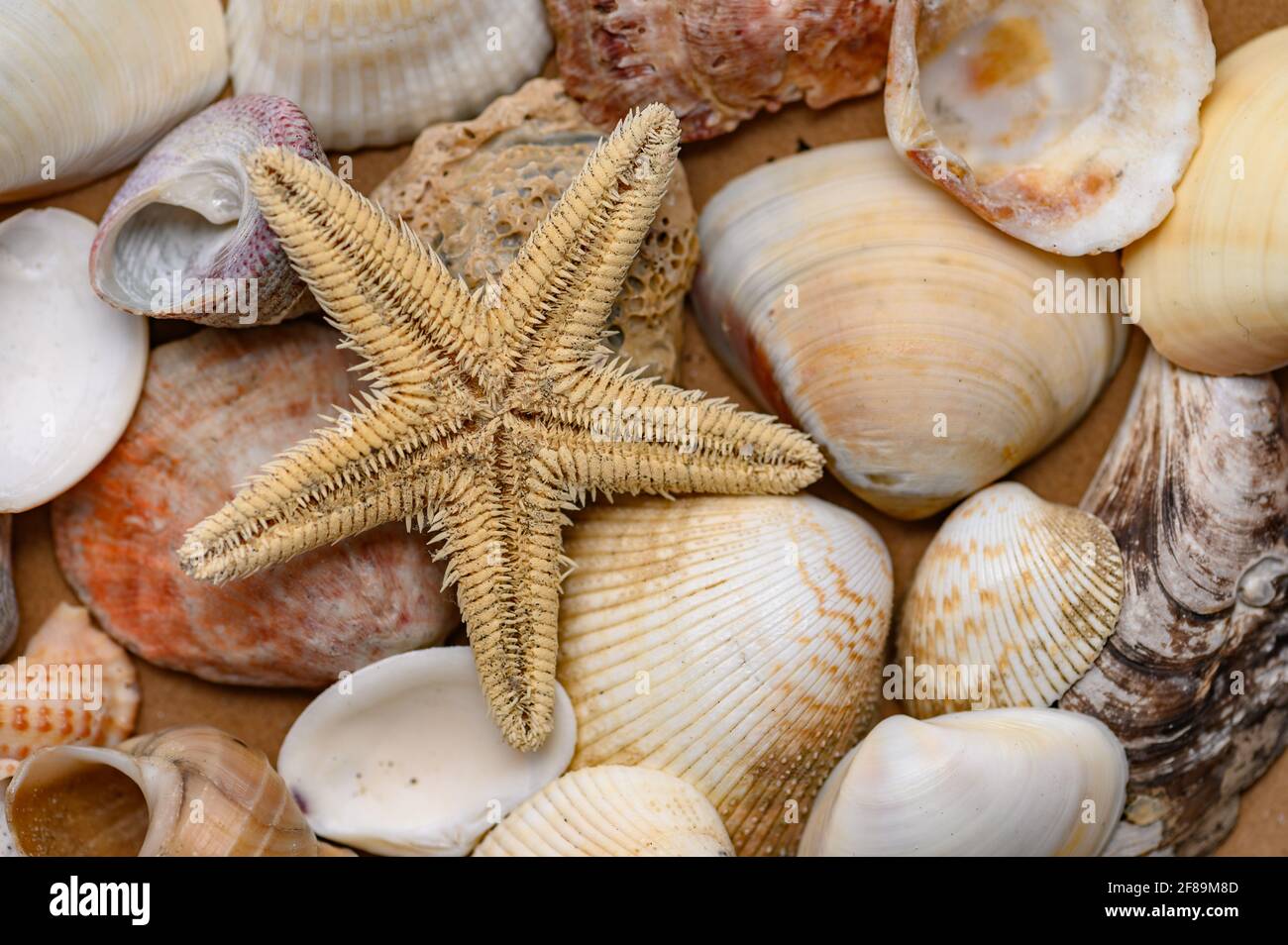 Seashells of various shapes and types. Background Stock Photo - Alamy