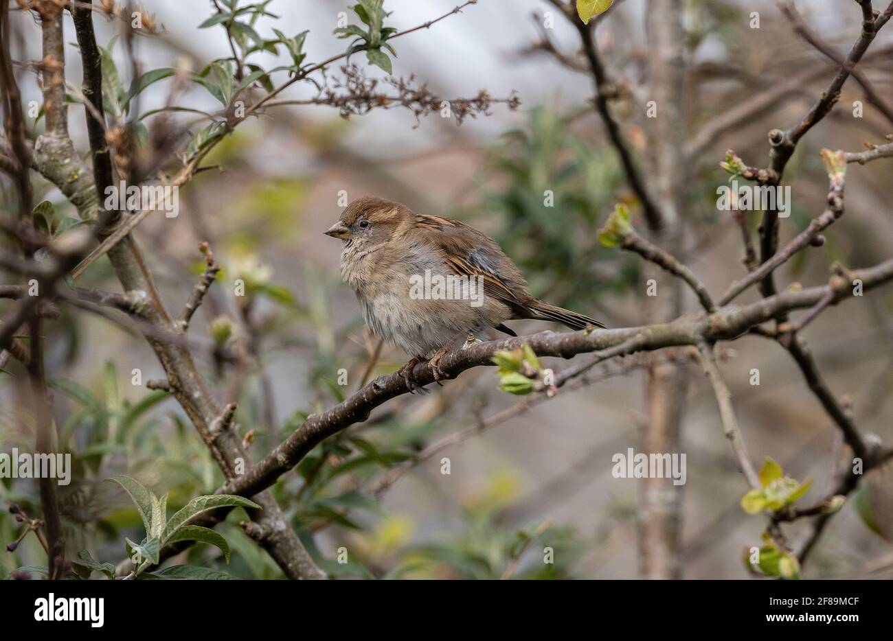 Female tree sparrow hi-res stock photography and images - Alamy