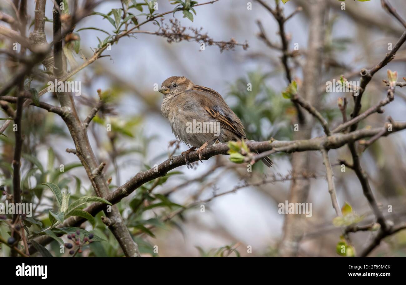 Female tree sparrow hi-res stock photography and images - Alamy