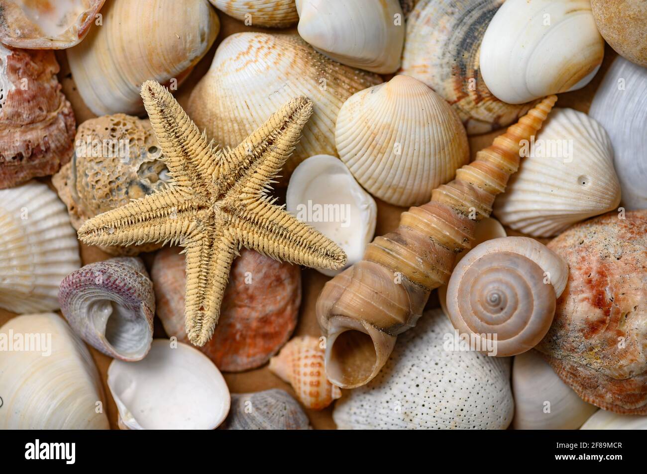 Seashells of various shapes and types. Background Stock Photo - Alamy
