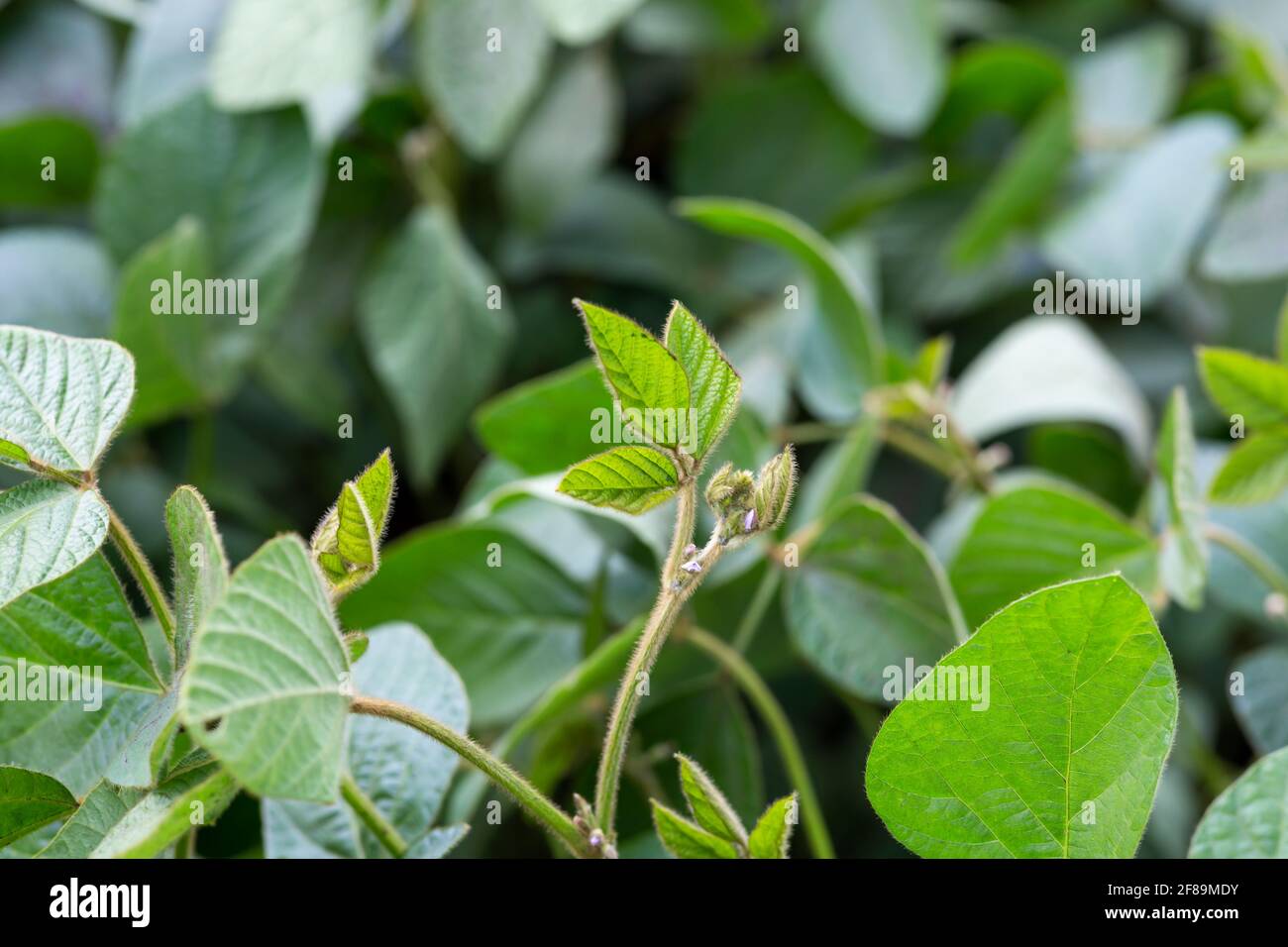 Growing soybeans plant hi-res stock photography and images - Alamy