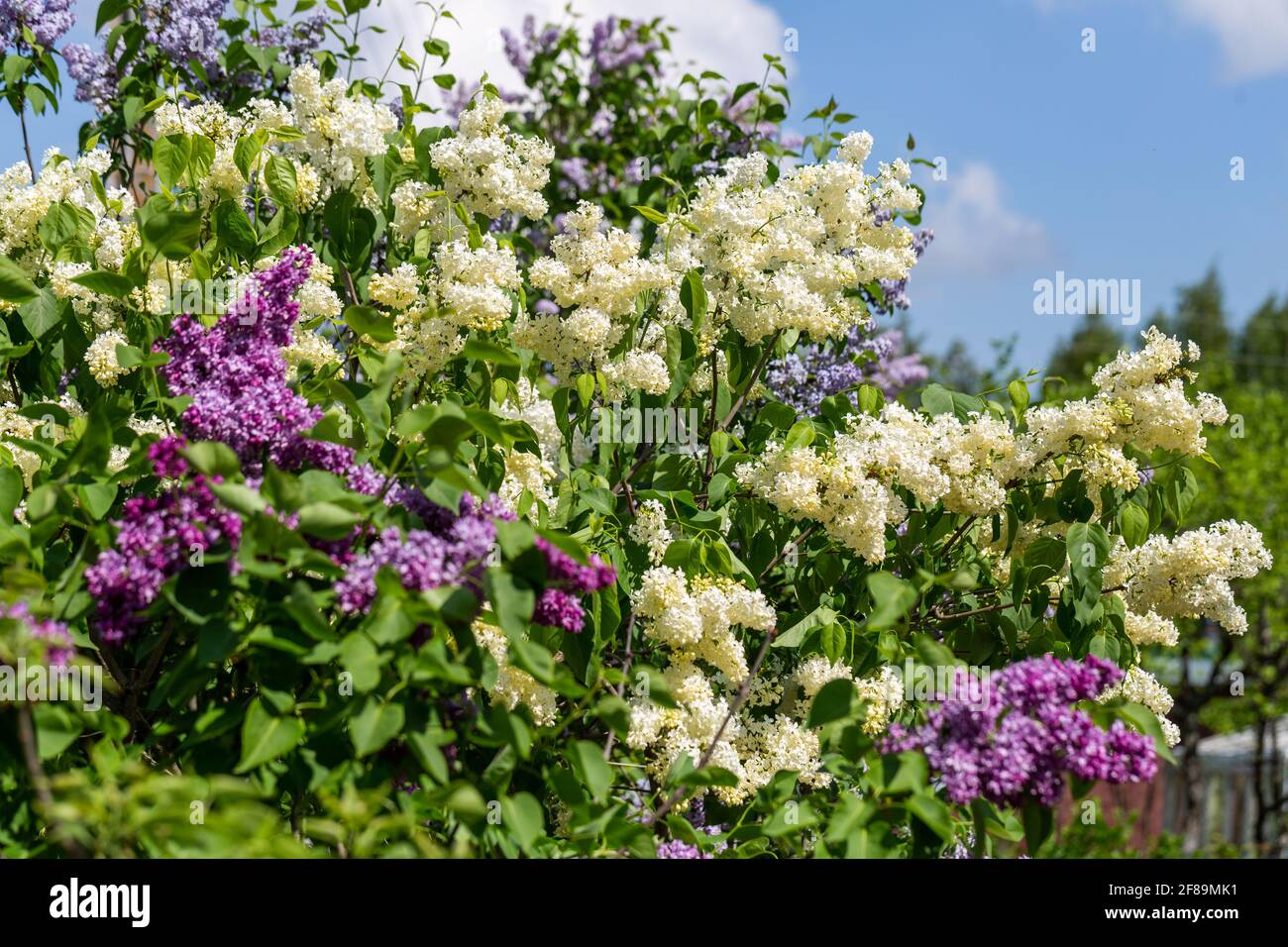 Syringa vulgaris ‘primrose’ hi-res stock photography and images - Alamy