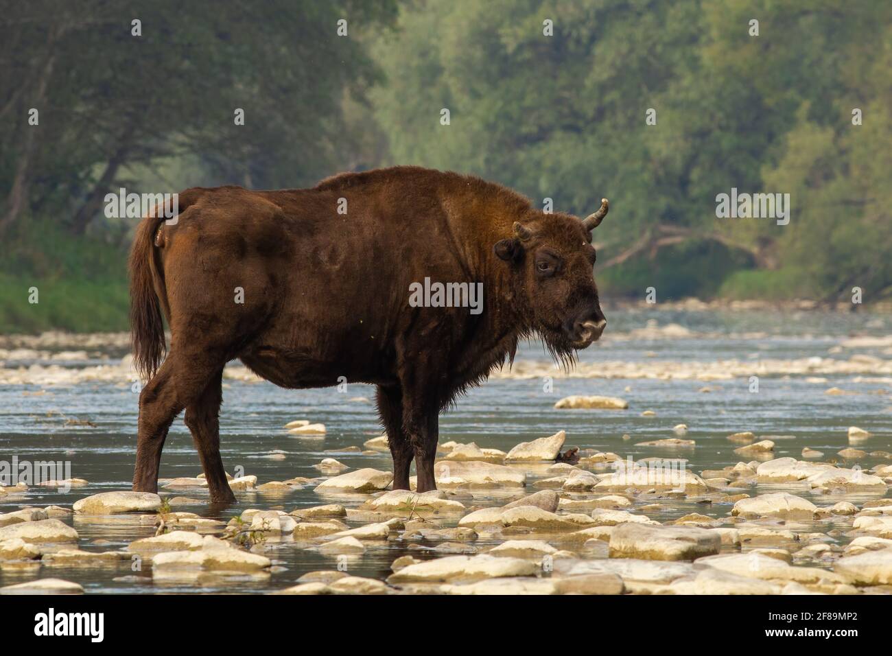European bison standing on rocks in water in summer Stock Photo - Alamy