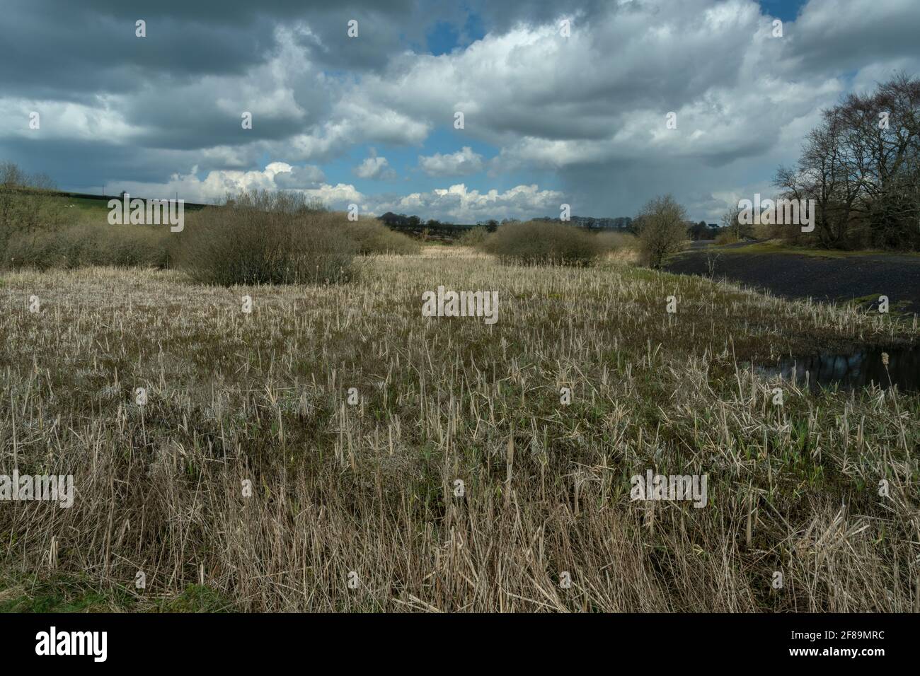 Pool full of bulrushes at Ubley Warren, Mendips, Somerset. Former lead ...
