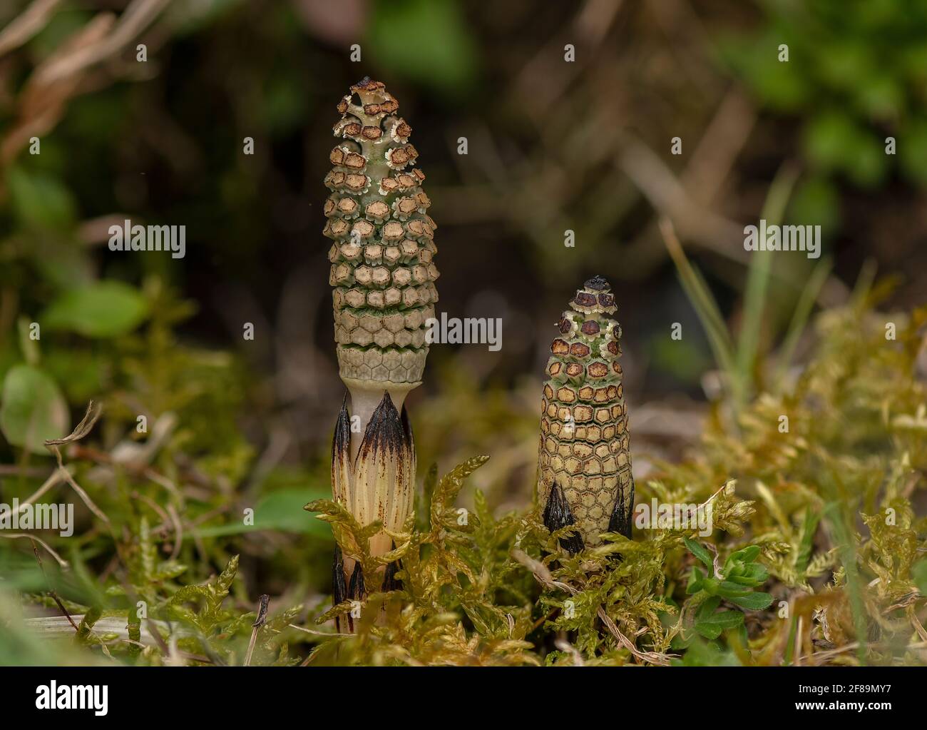 Common horsetail hi-res stock photography and images - Alamy