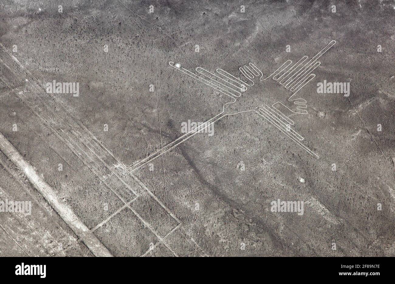 Hummingbird geoglyph black and white colored, Nazca mysterious lines ...