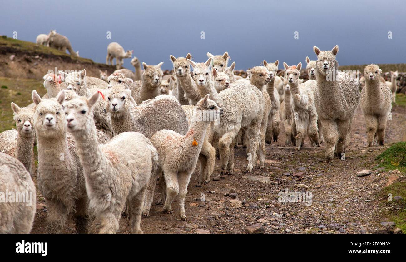 Herd of llama hi-res stock photography and images - Alamy